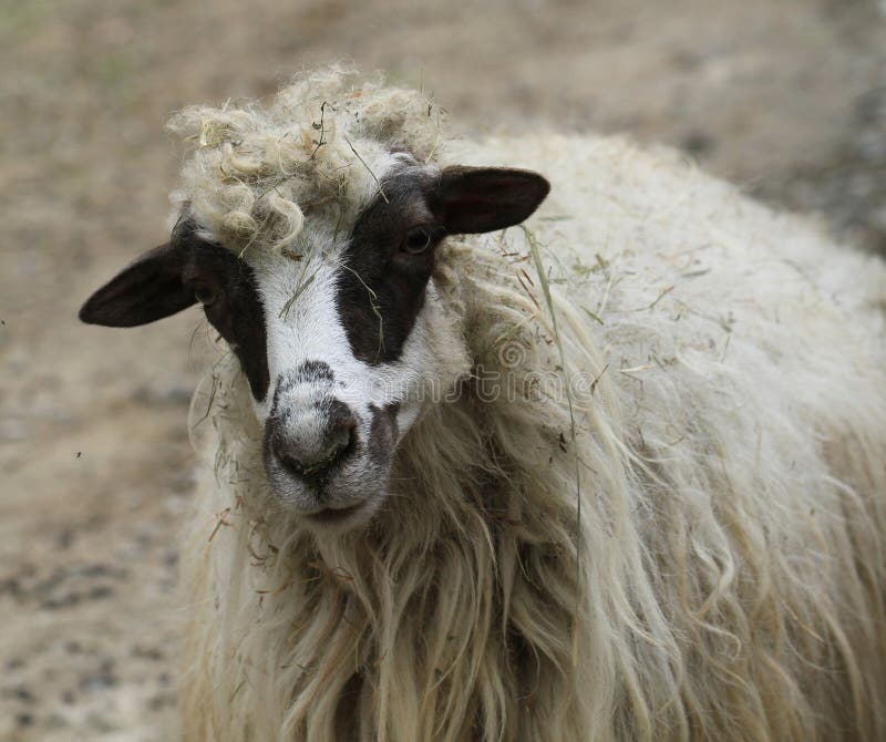 Small sheep walking stock photo. Image of head, cute - 317993200
