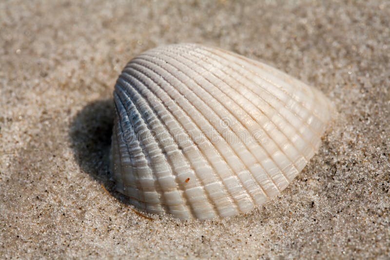 Small shell on beach sand stock photo. Image of island - 93455440