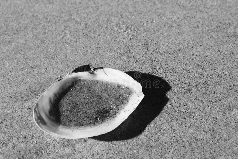 Sand Filled Shell on the Beach Stock Photo - Image of stone, closeup ...