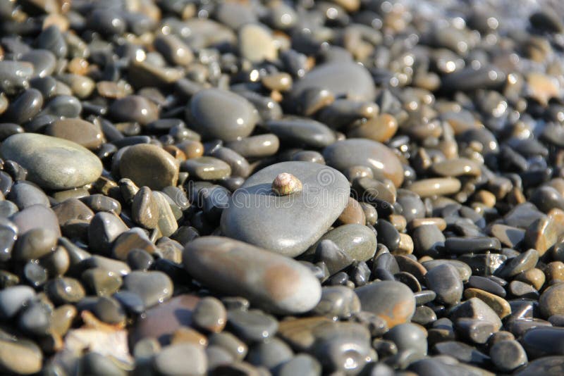 A Small Shell on a Rock on the Beach Stock Image - Image of shell ...