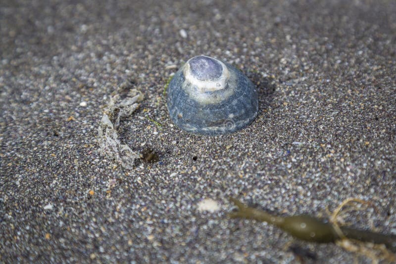 Shell on a sandy beach stock image. Image of pretty - 187031741