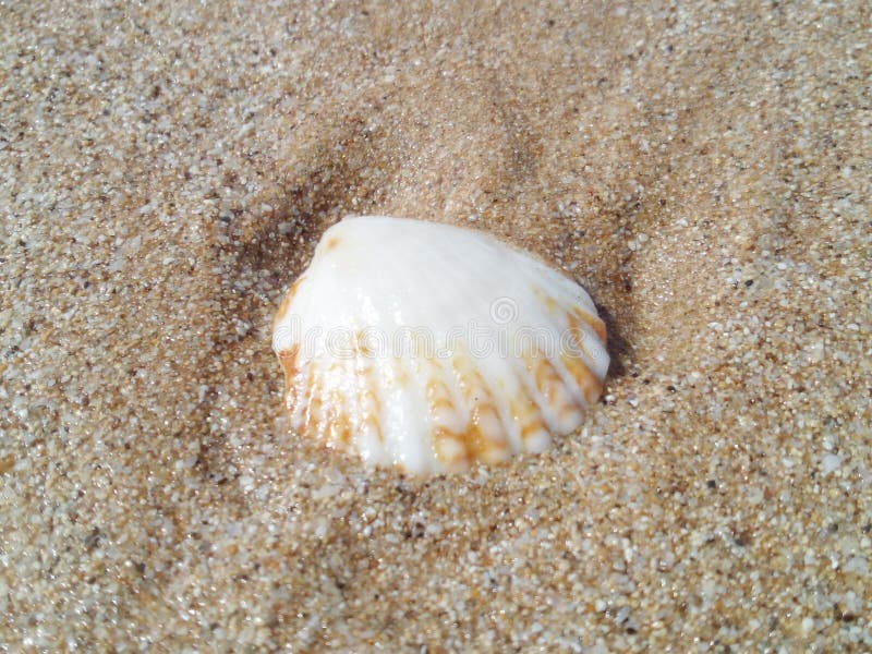Small shell stock image. Image of small, washed, shell - 130669835