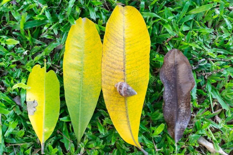 Shell on yellow leaves stock image. Image of autumn - 104174647
