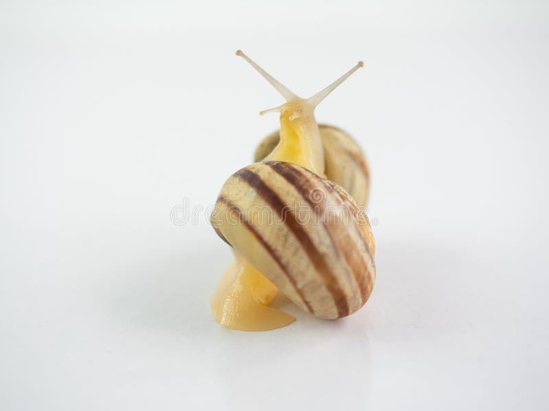 Snails on a White Background Stock Photo - Image of outside, life ...
