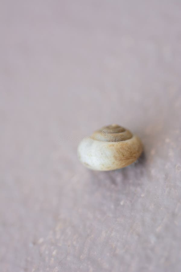 Small Shellfish on Natural Light Background Stock Image - Image of ...