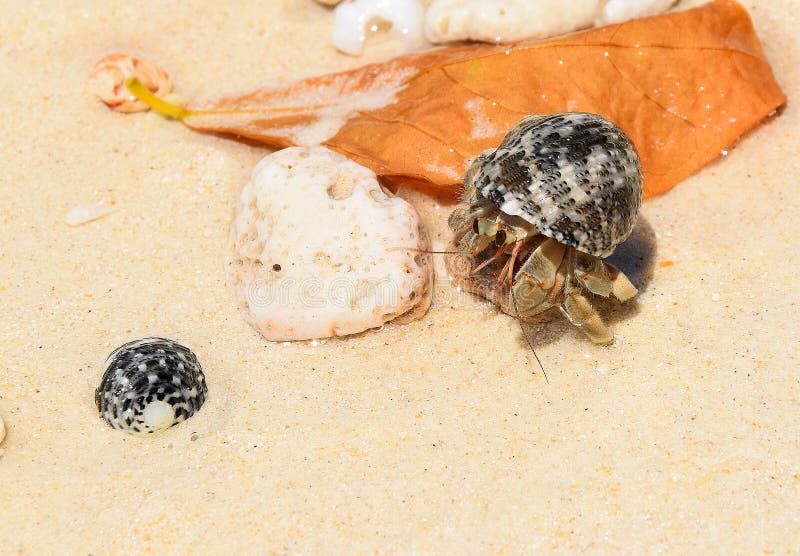 Small Shellfish stock image. Image of sealife, crab, shells - 79639097