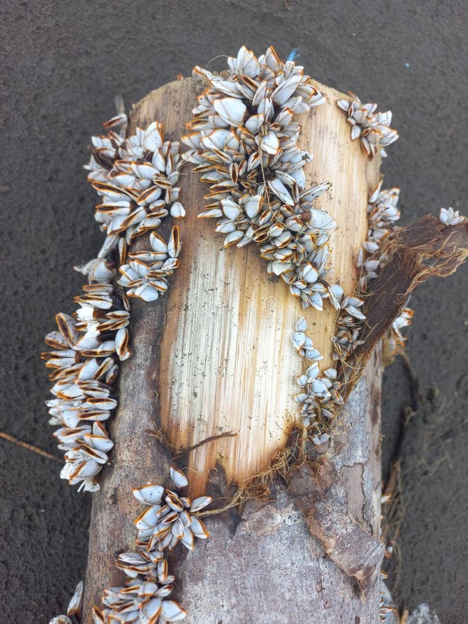 Small Shells Attached To Banana Tree Trunks on the Coast Stock Photo ...