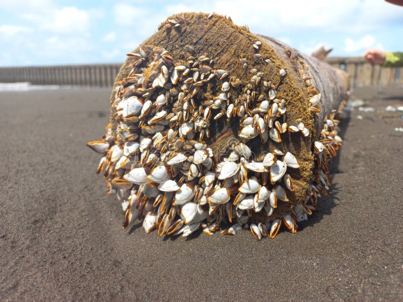 Small Shells Attached To Banana Tree Trunks on the Coast Stock Photo ...