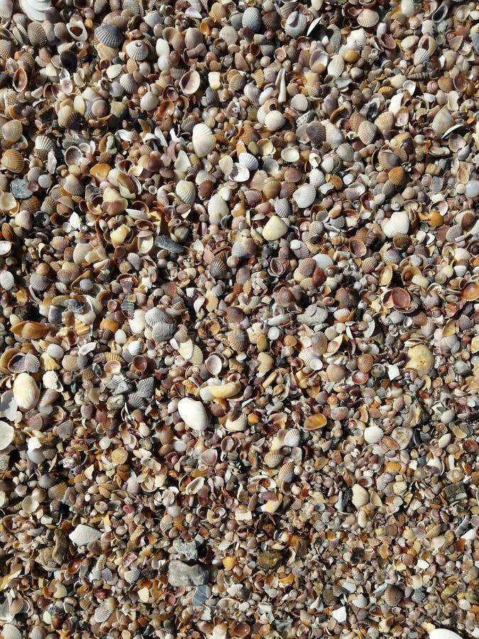 Small Shells on the beach stock image. Image of vacation - 150543081