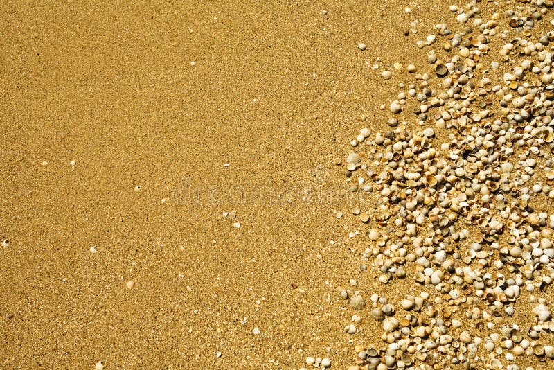 Small shells on the beach stock photo. Image of beach - 2911750