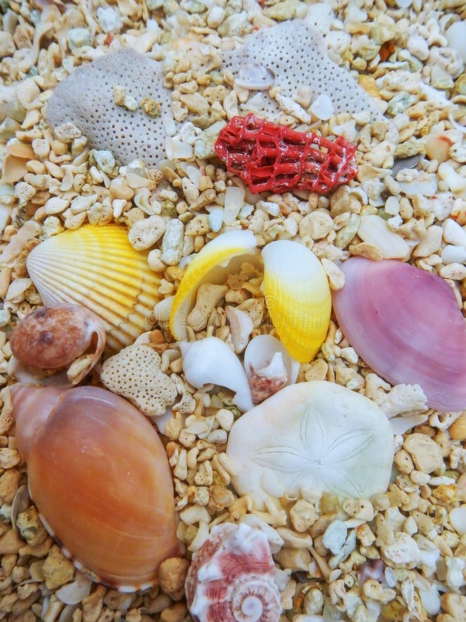 Small shells on the beach stock photo. Image of lesser - 137691106