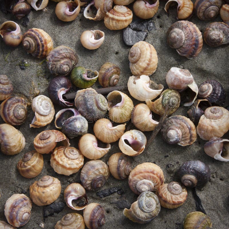 Small shells on beach stock image. Image of foxton, sealife - 68352159