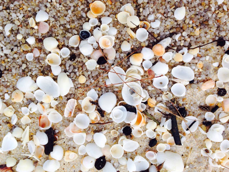Small Shells on the Beach Wallpaper Stock Image - Image of shells ...