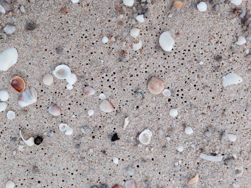 Small Shells on the Beach Wallpaper Stock Image - Image of sand, soil ...