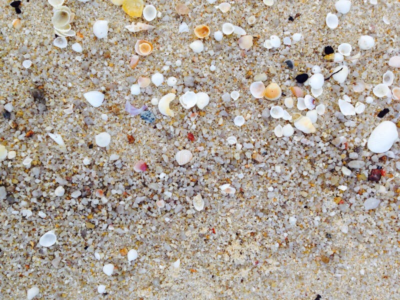 Small Shells on the Beach Wallpaper Stock Photo - Image of close, beach ...
