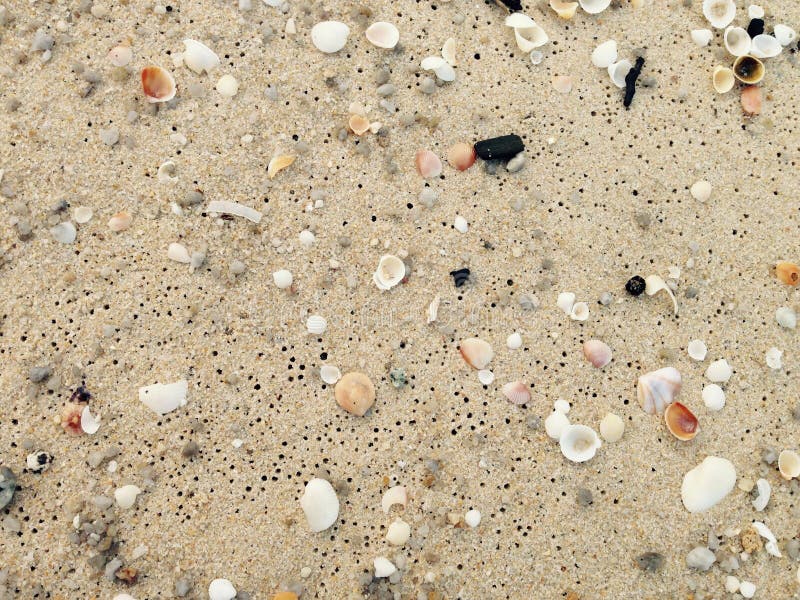 Small Shells on the Beach Wallpaper Stock Image - Image of material ...