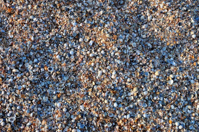 Small shells stock image. Image of nautilus, pearl, light - 43904987