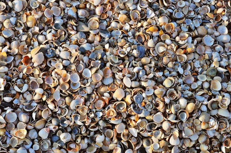 Small shells stock image. Image of pets, design, bodies - 49827217