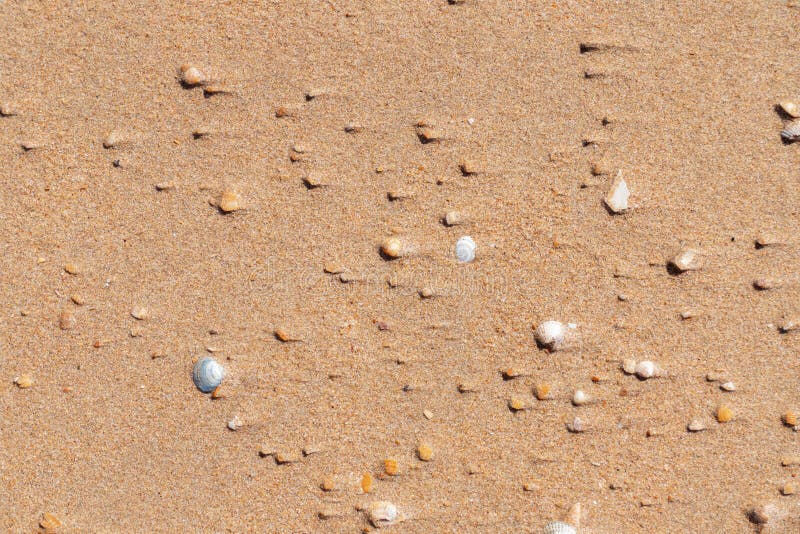 Small Shells Covered with Sand Stock Photo - Image of shells, natural ...