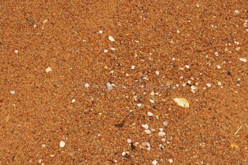 Small Shells and Large Grains of Sand on the Beach Stock Photo - Image ...