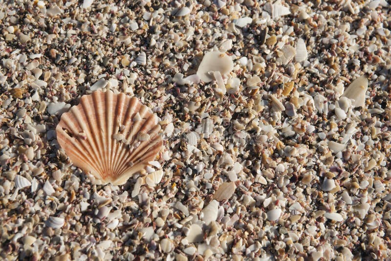 Small shells stock photo. Image of zealand, backgrounds - 30735202
