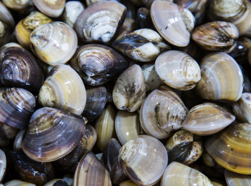 Small Shells of Raw Shells Sold in the Market Stock Photo - Image of ...