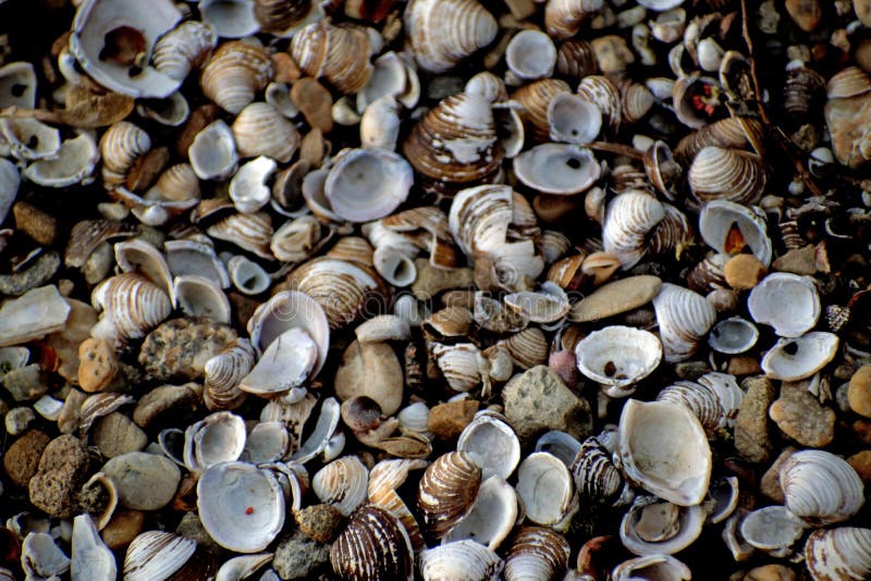 Small Shells - River Danube Stock Photo - Image of pattern, summer ...