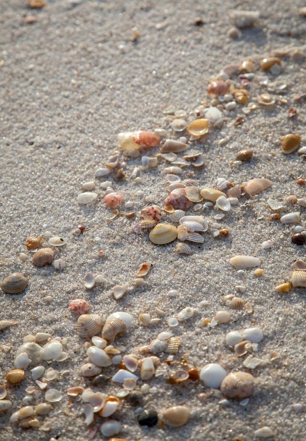 Small Shells Washed Ashore for Beach Goers To Find. Stock Photo - Image ...