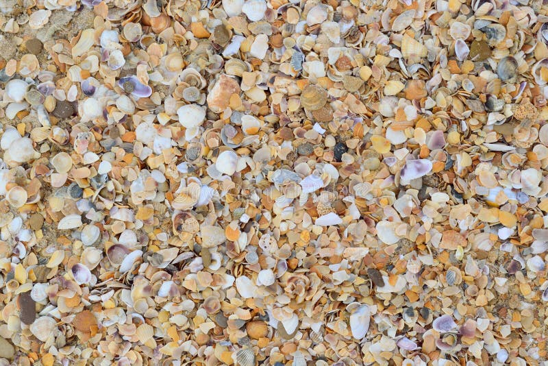 Small Shells Whole and Broken with Sharp Edges are on the Sandy ...