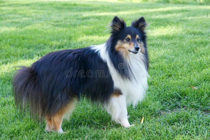 Small shelti dog stock image. Image of dogs, animal, white - 25354597