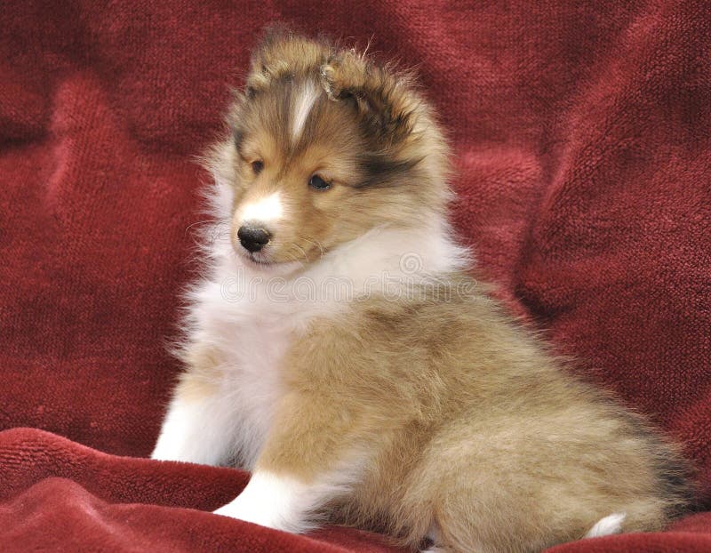 Small Sheltie puppy stock image. Image of soft, posed - 12699843
