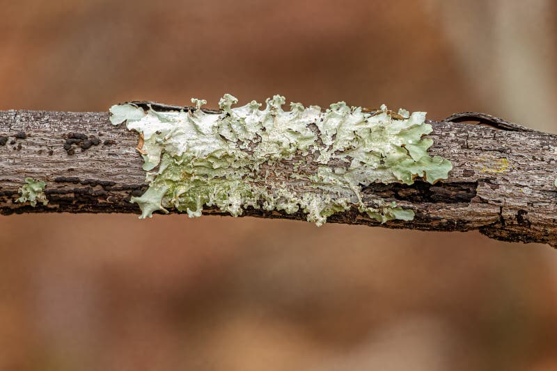Small Shield Lichen stock image. Image of lecanorales - 258937663