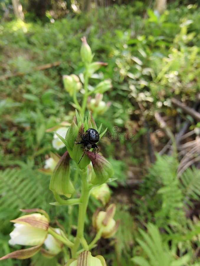 Small Shiny Black Spiders Land on Flowers Stock Image - Image of shiny ...