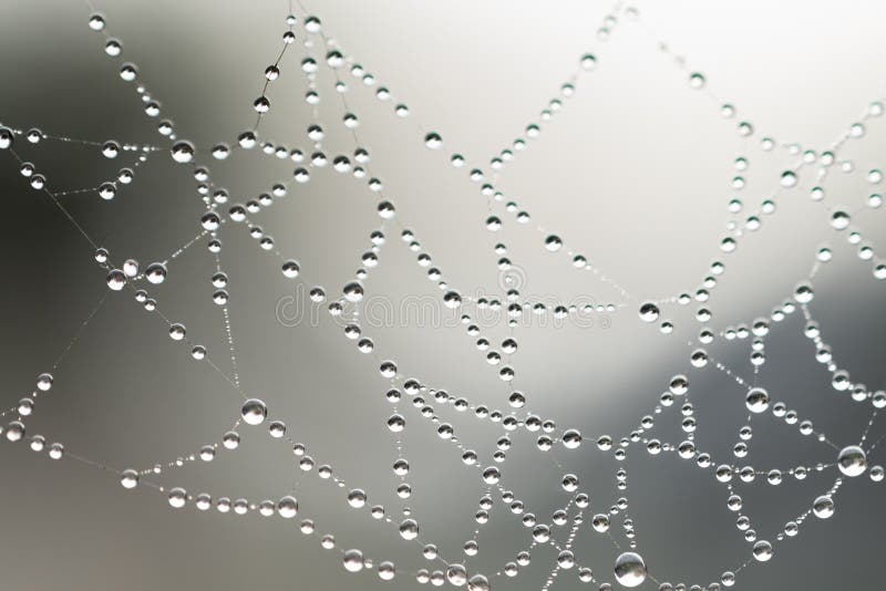 Small, Shiny Drops of Water. Stock Image - Image of nature, tissue ...