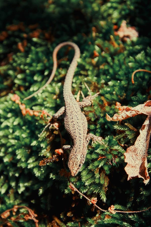 Small Shiny Lizard Crawling on the Moss Stock Photo - Image of ...
