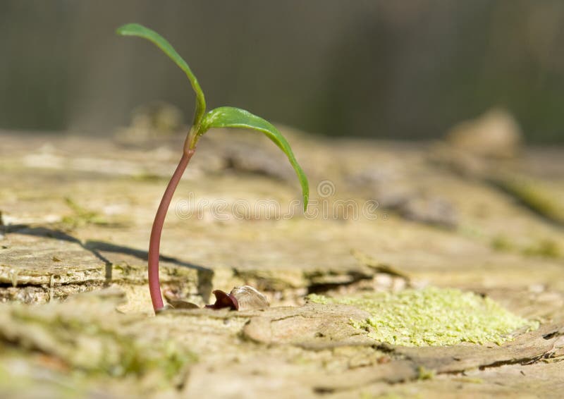 Small shoot stock photo. Image of outdoor, tiller, tree - 40020386