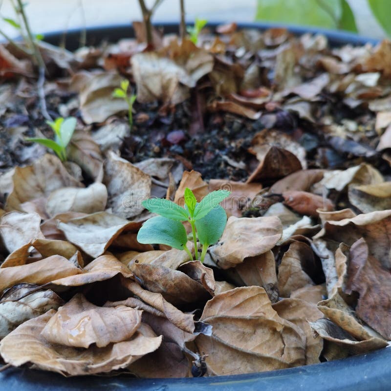 Small shoots stock photo. Image of food, shoots, flower - 267146688