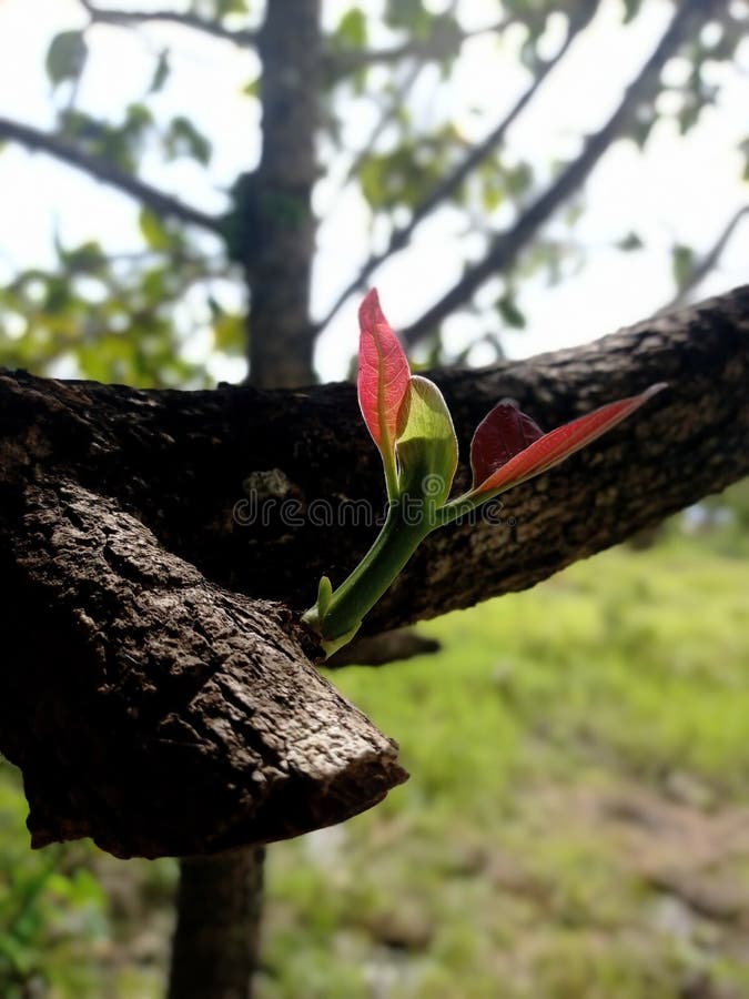 Small shoots growing stock photo. Image of tropical - 318427068