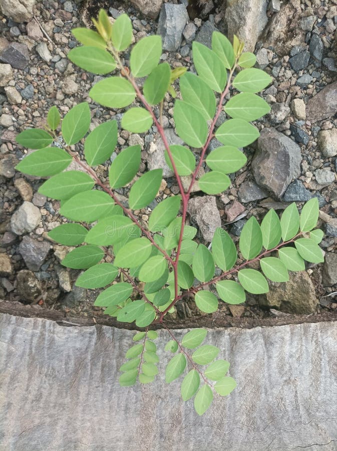 Small Shoots of Star Fruit Trees Stock Photo - Image of shoots, star ...