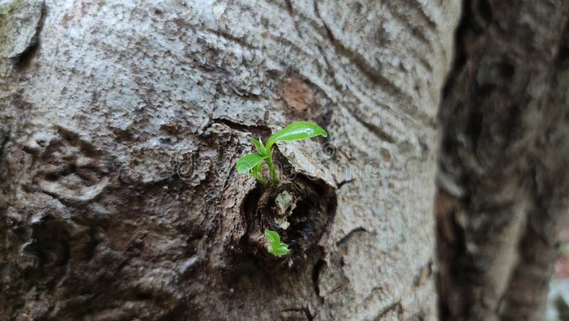 Small Shoots Growing on the Tree Stock Image - Image of nature, green ...