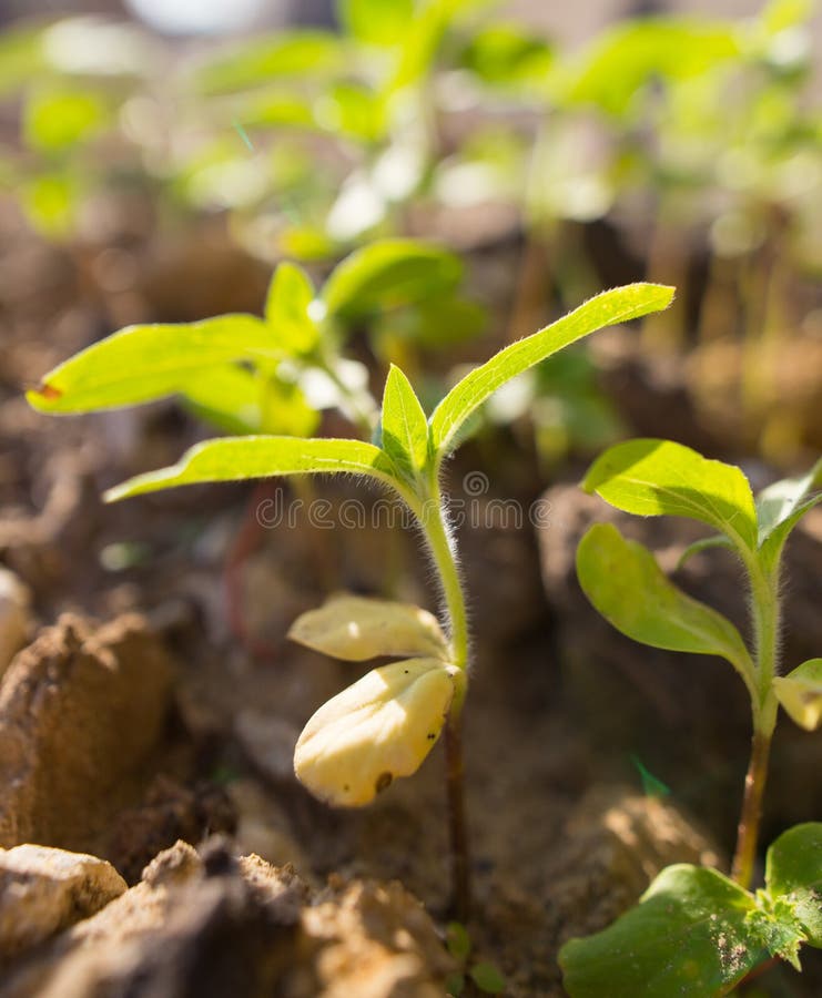 Small Shoots of Sunflower in the Ground Stock Image - Image of soil ...