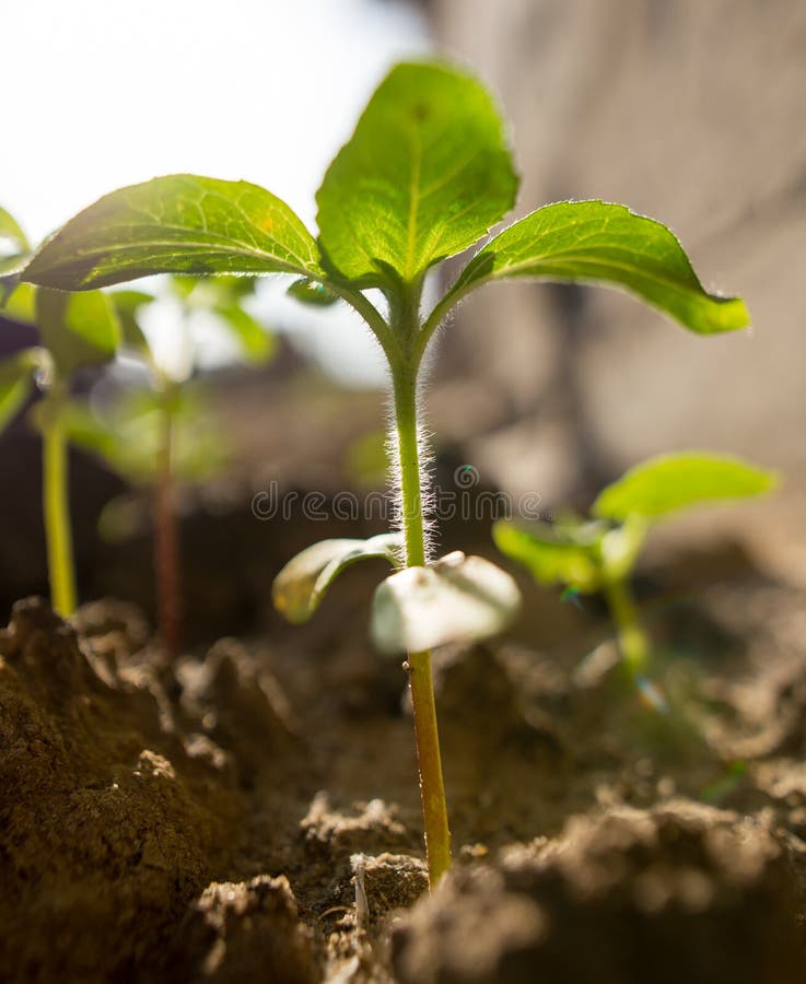 Small Shoots of Sunflower in the Ground Stock Photo - Image of seedling ...