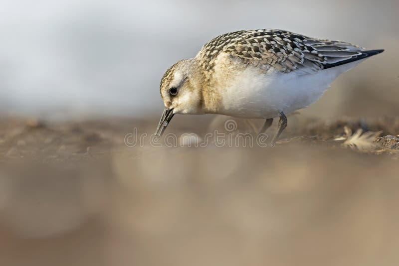 A Sanderling Foraging during Fall Migration on the Beach. Stock Image ...