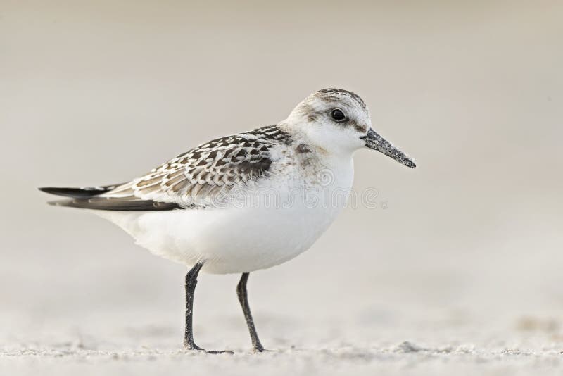 A Sanderling Foraging during Fall Migration on the Beach. Stock Image ...