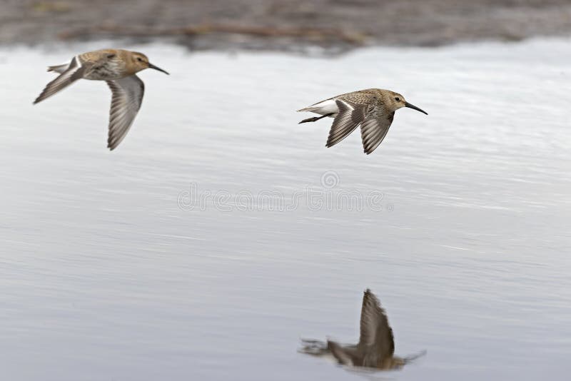 A Dunlin in Flight during Fall Migration on the Beach. Stock Photo ...