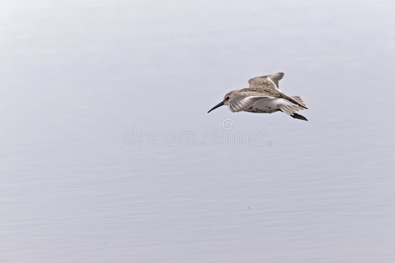 A Dunlin in Flight during Fall Migration on the Beach. Stock Photo ...