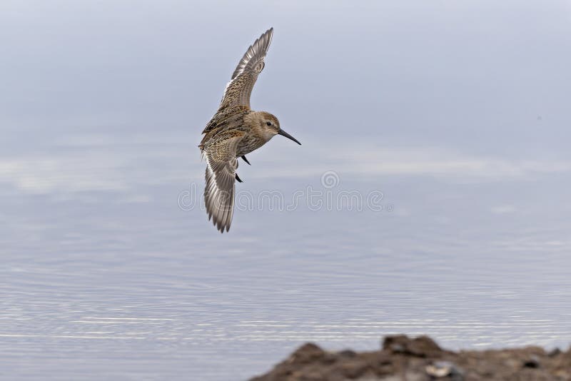 A Dunlin in Flight during Fall Migration on the Beach. Stock Photo ...