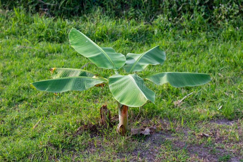 Small and Short Banana Tree Stock Photo - Image of closeup, branch ...