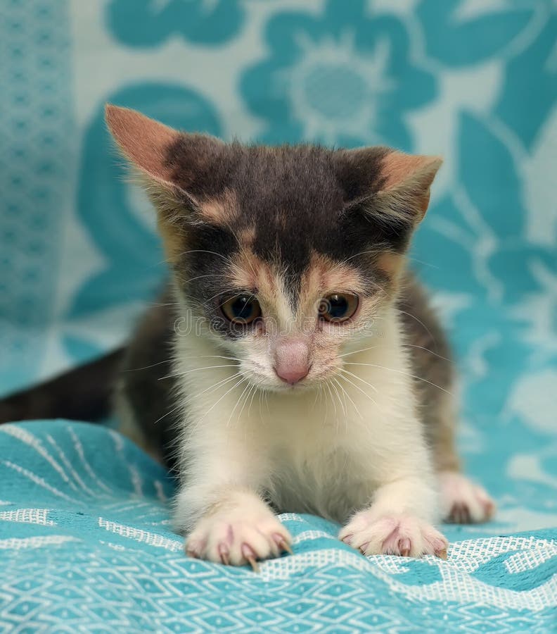 A Small Short-haired Kitten with a Stunned Look Stock Image - Image of ...