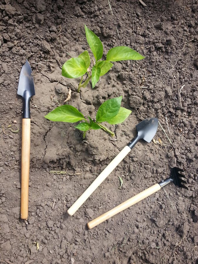 Small Shovel and a Rake for Gardening Stock Photo - Image of green ...